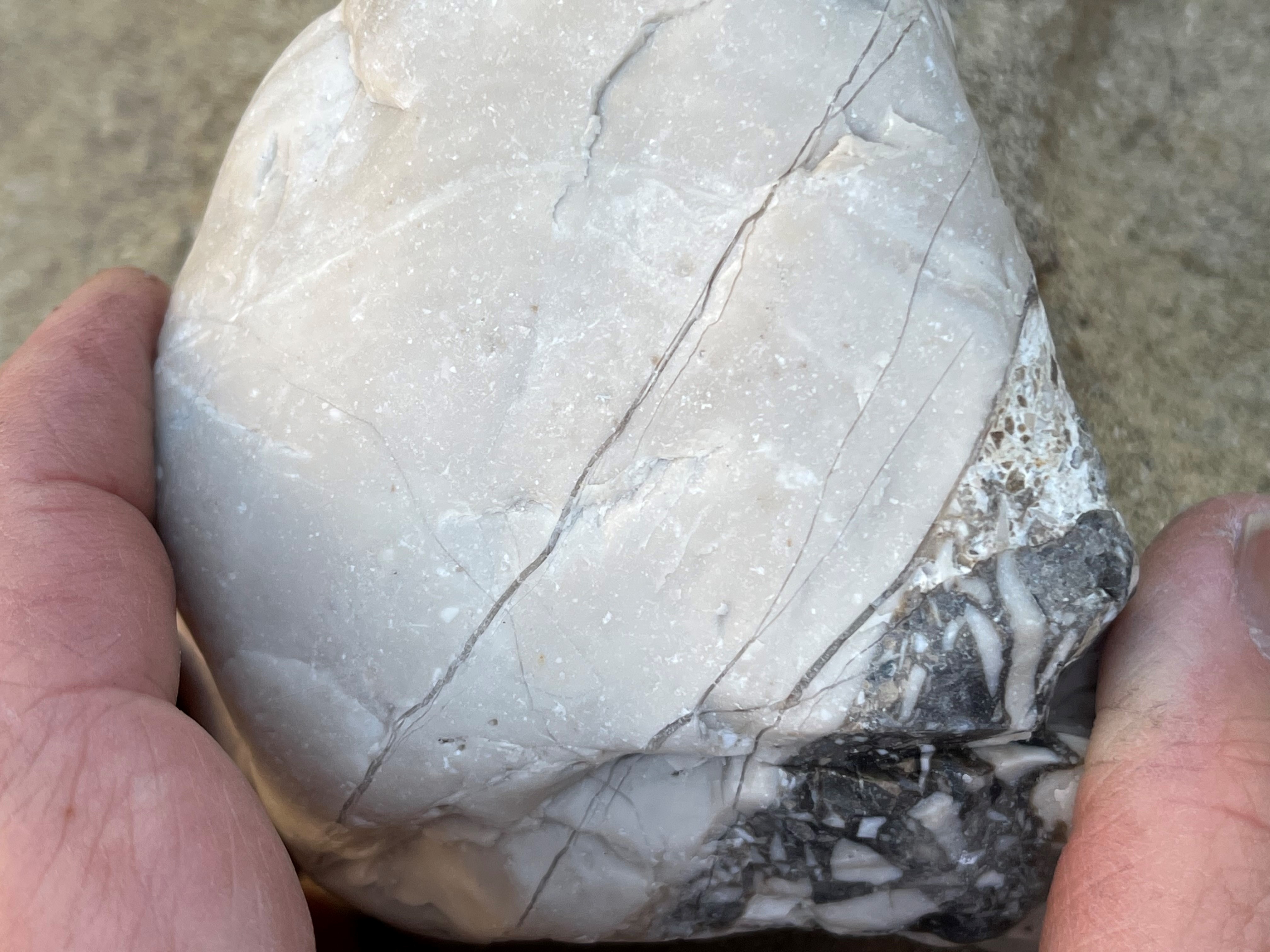 Ask A Curator | Santa Barbara Museum of Natural History