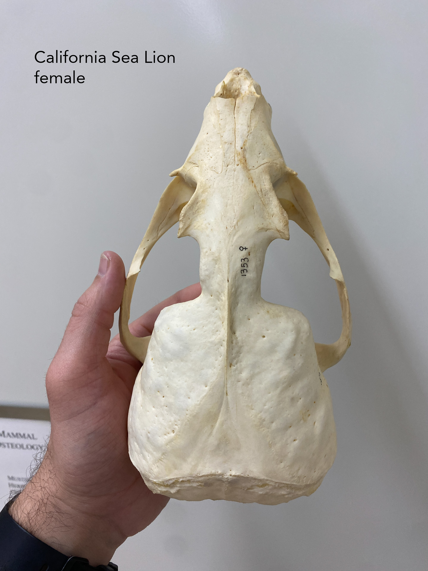 Ask A Curator | Santa Barbara Museum of Natural History