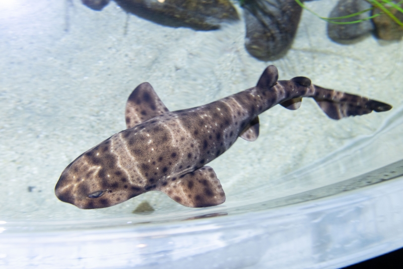 Sea Center | Santa Barbara Museum of Natural History