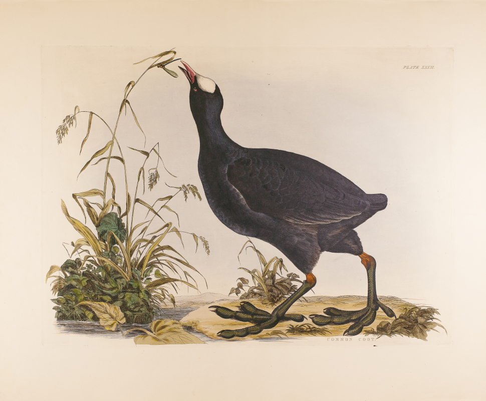 Drawn from Nature: The Maximus Legacy | Santa Barbara Museum of Natural ...
