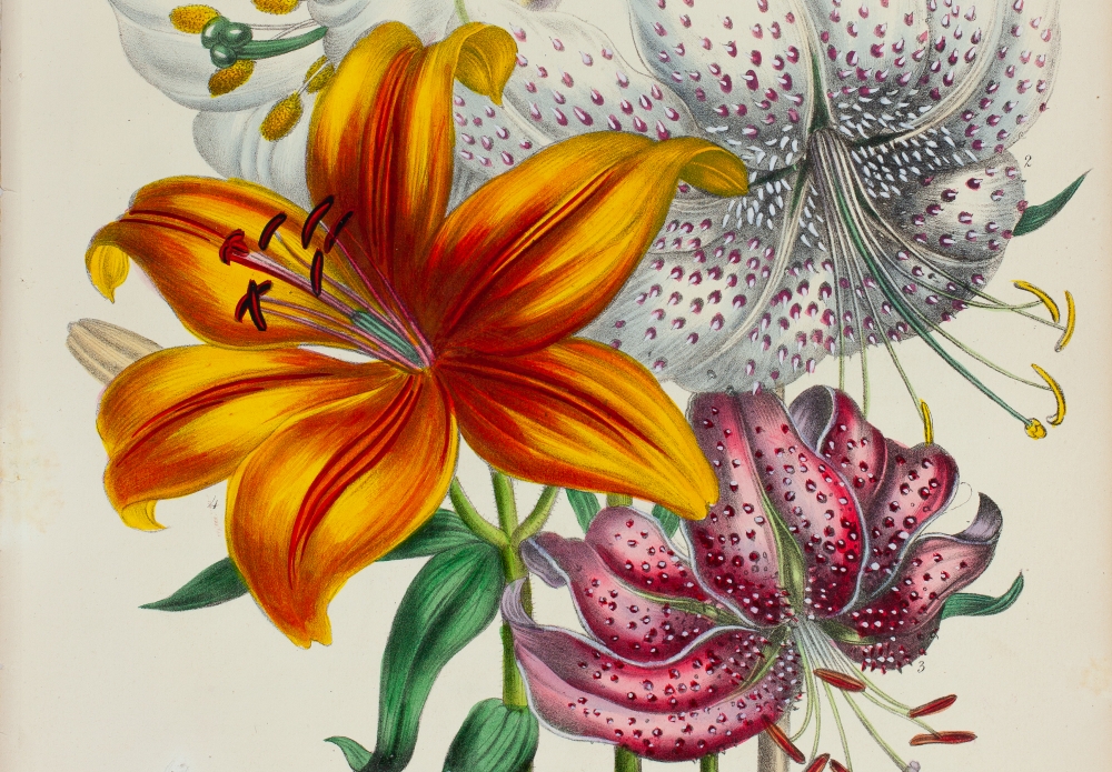 Drawn by a Lady: Early Women Illustrators opens to the public | Santa ...