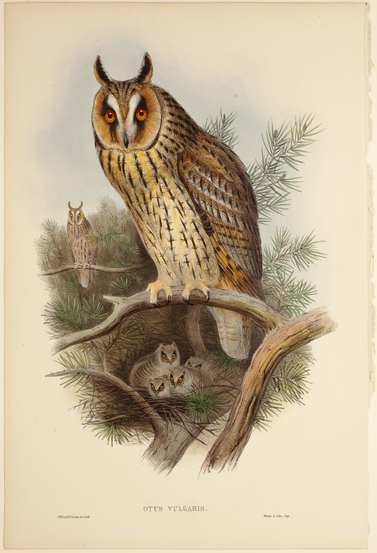 A Parliament of Owls | Santa Barbara Museum of Natural History
