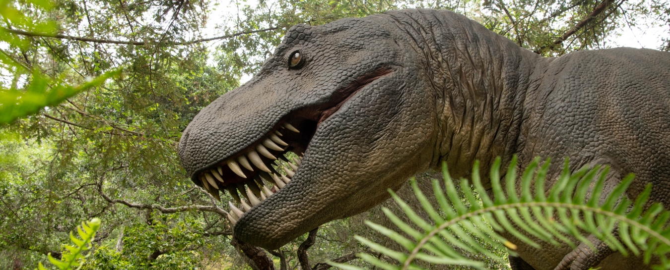 Prehistoric Forest Early Closure | Santa Barbara Museum of Natural History