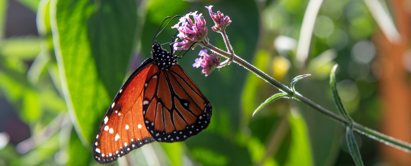 Butterfly Alive! Early Closure | Santa Barbara Museum of Natural History