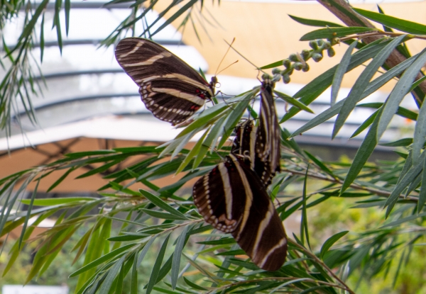 Butterflies Alive! | Santa Barbara Museum of Natural History