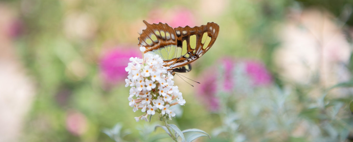 Last Day of Butterflies Alive! | Santa Barbara Museum of Natural History