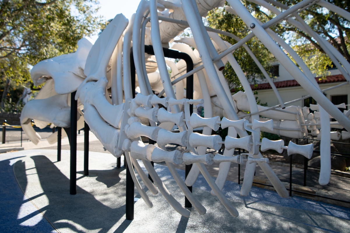 Blue Whale Skeleton | Santa Barbara Museum of Natural History