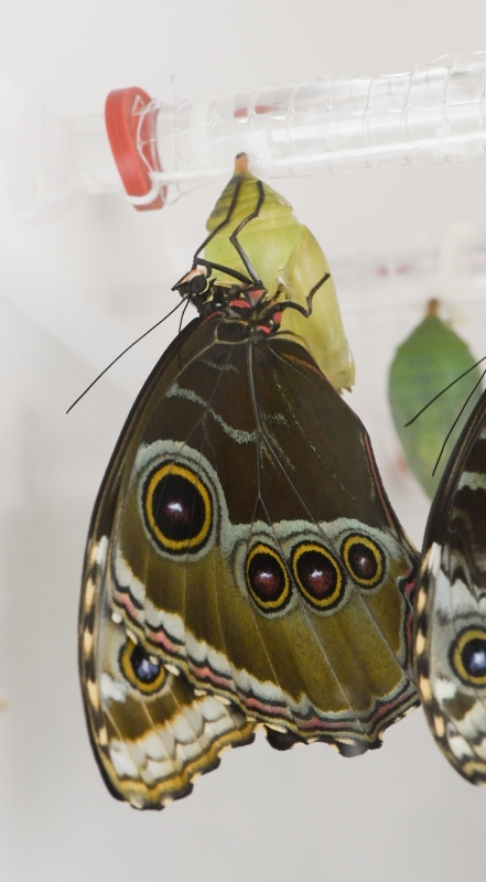 Butterflies Alive! | Santa Barbara Museum of Natural History