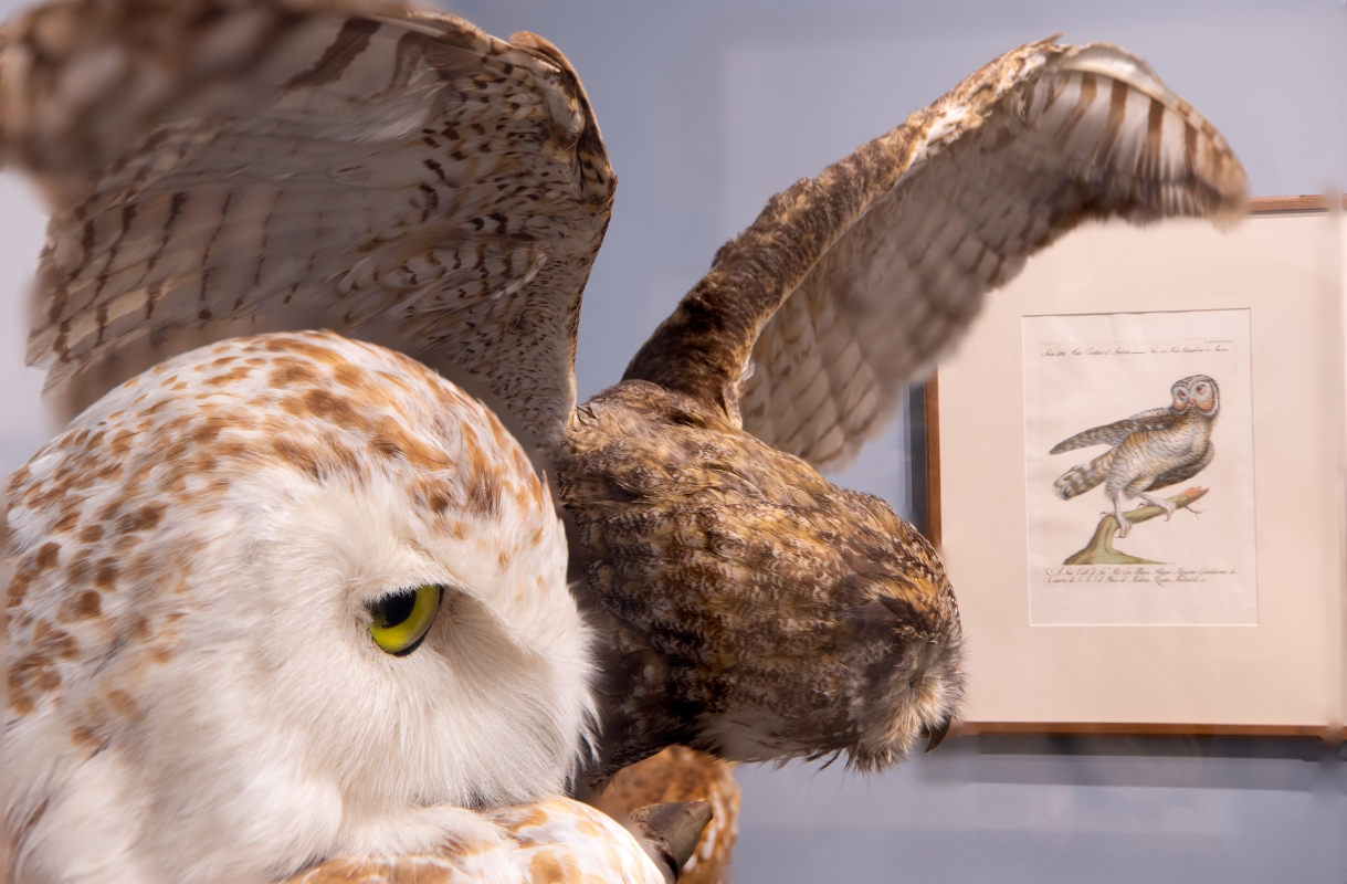 A Parliament of Owls | Santa Barbara Museum of Natural History