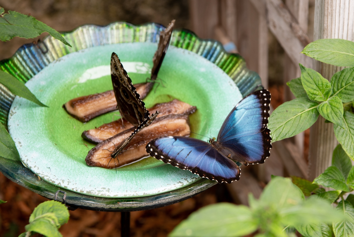 Butterflies Alive! | Santa Barbara Museum of Natural History