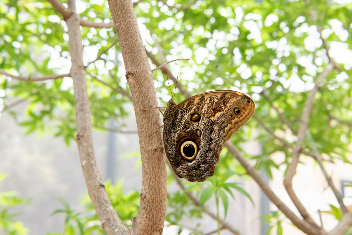 Butterflies Alive! | Santa Barbara Museum of Natural History