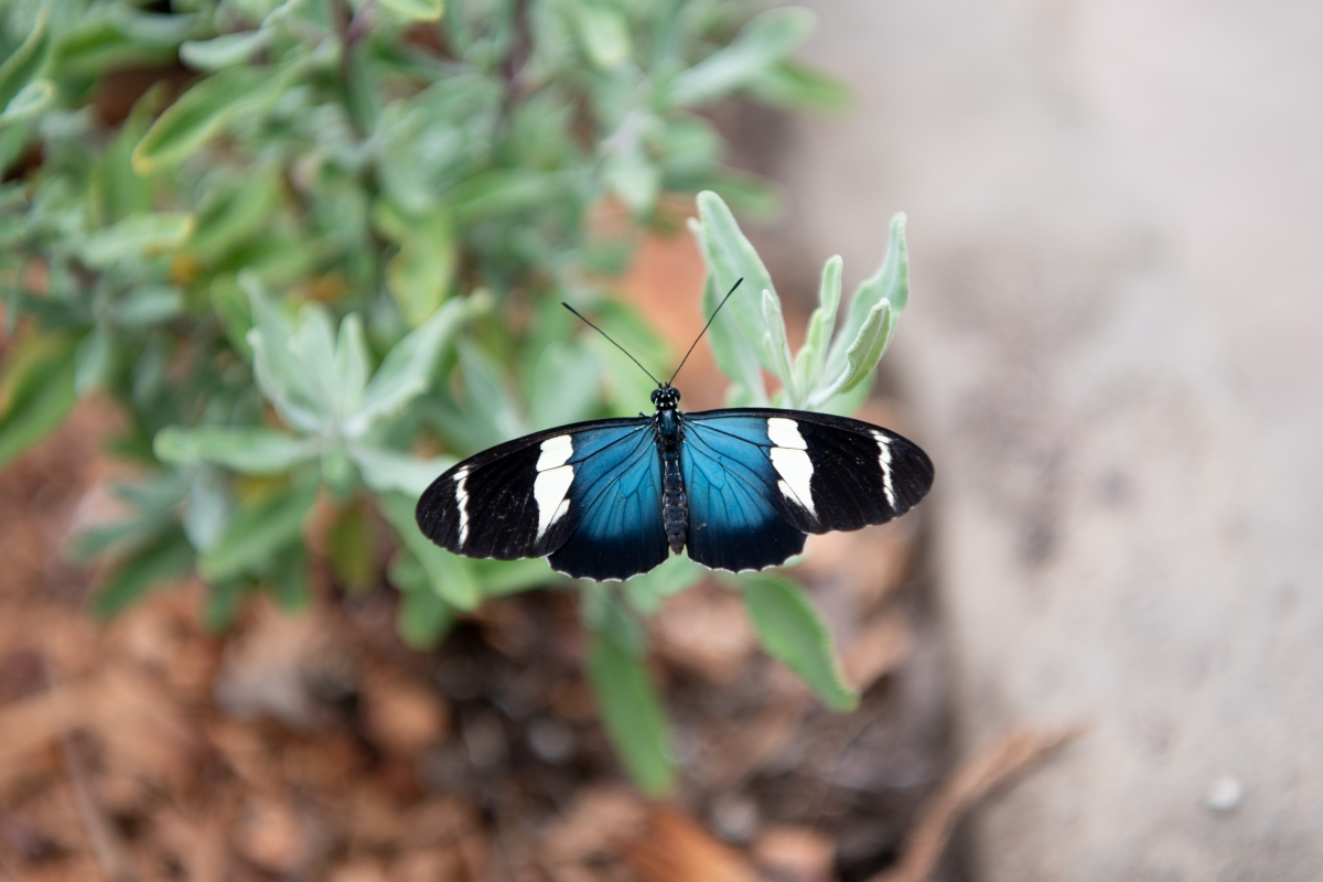 Butterflies Alive! | Santa Barbara Museum of Natural History