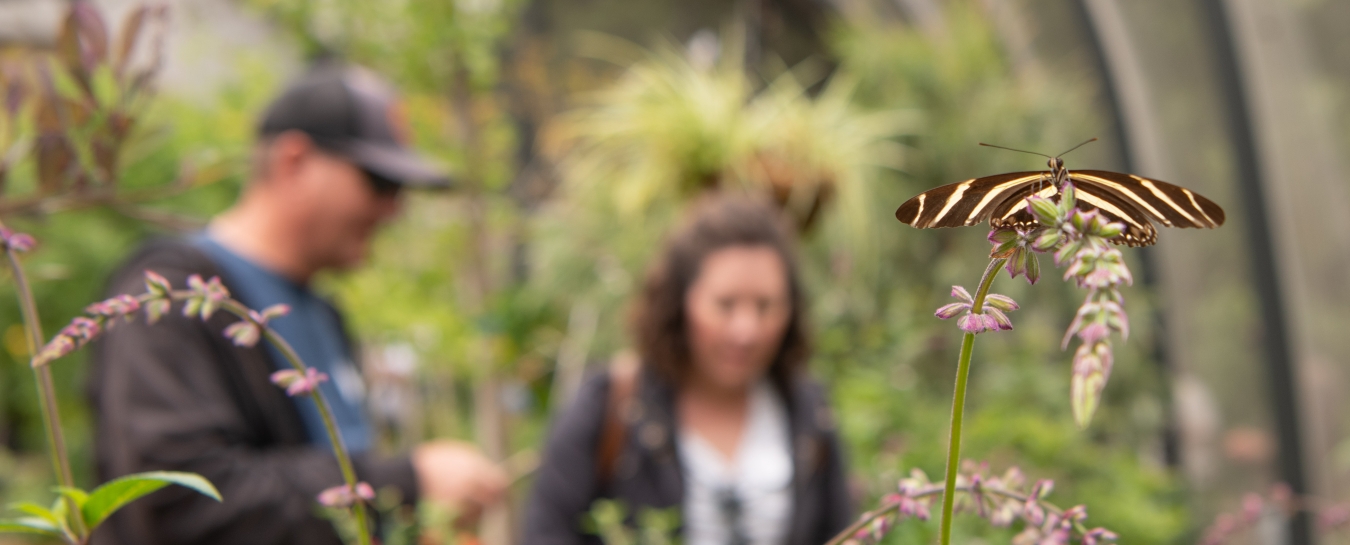 Butterflies Alive! | Santa Barbara Museum of Natural History