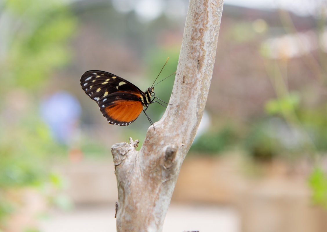 Butterflies Alive! | Santa Barbara Museum of Natural History