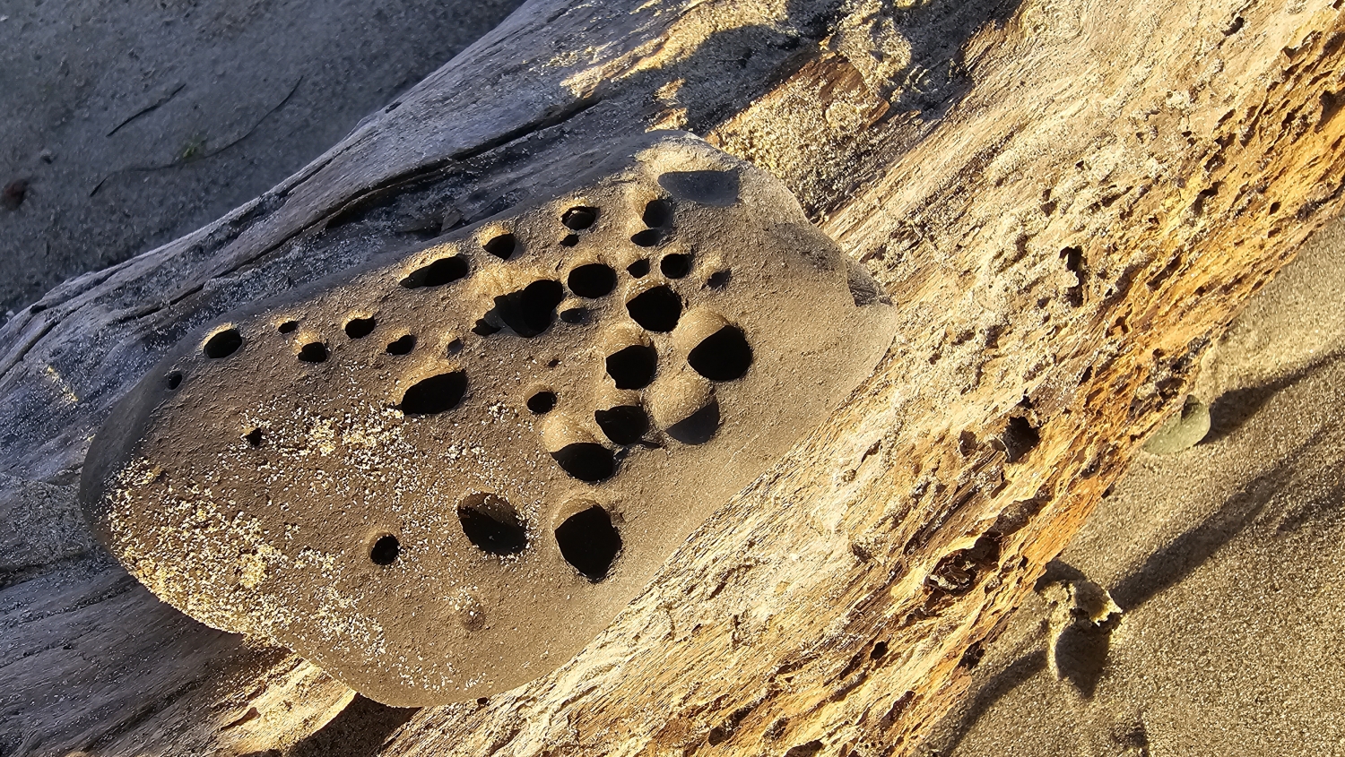 Ask A Curator | Santa Barbara Museum of Natural History