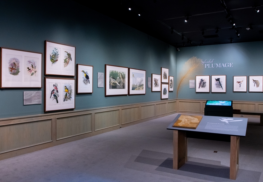 The Art of Science: Drawing Splendid Plumage | Santa Barbara Museum of ...