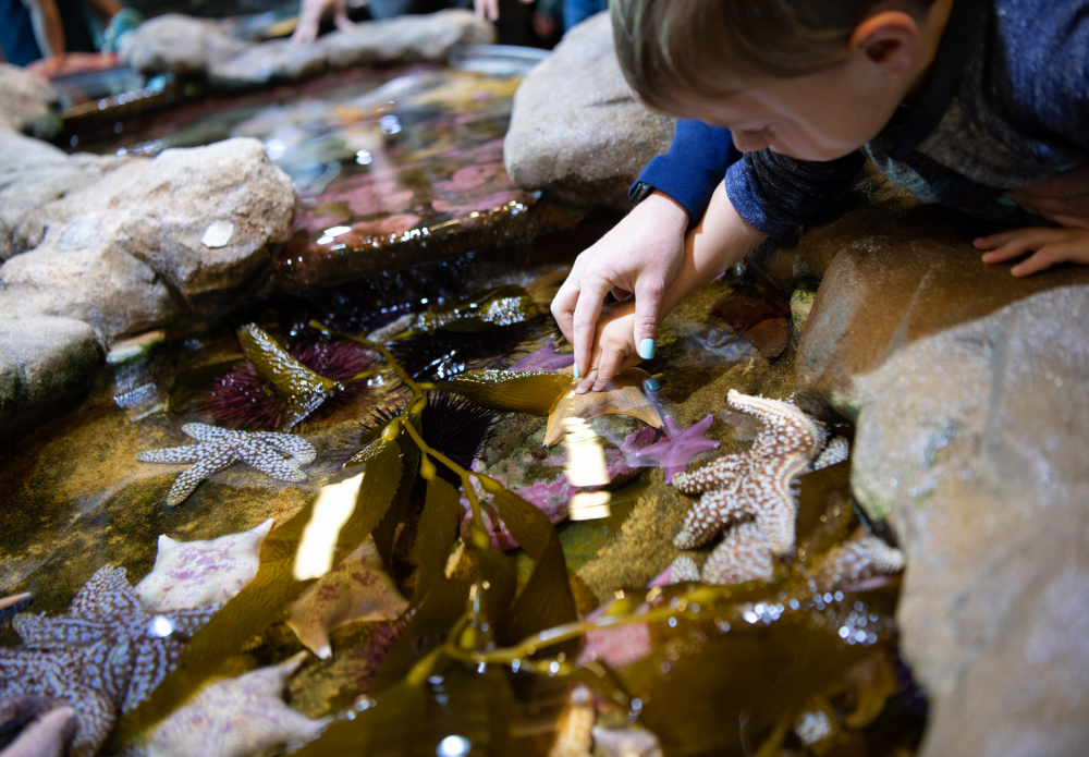 Underwater Parks Day - Free Admission at the Sea Center | Santa Barbara ...