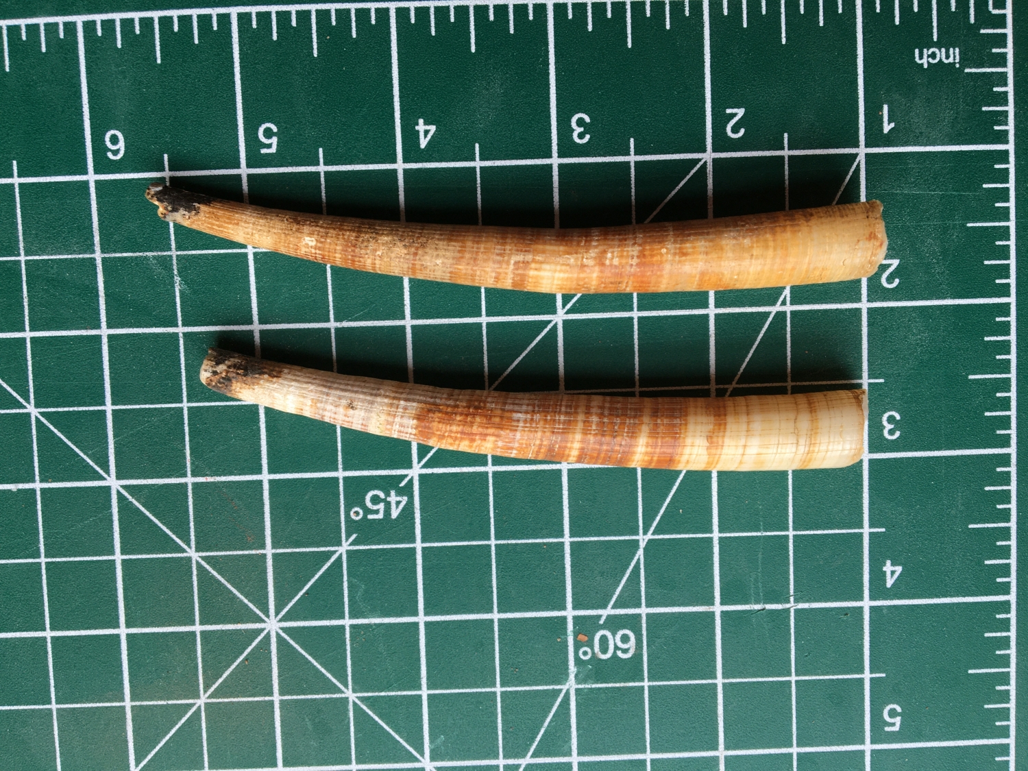 Ask A Curator | Santa Barbara Museum of Natural History