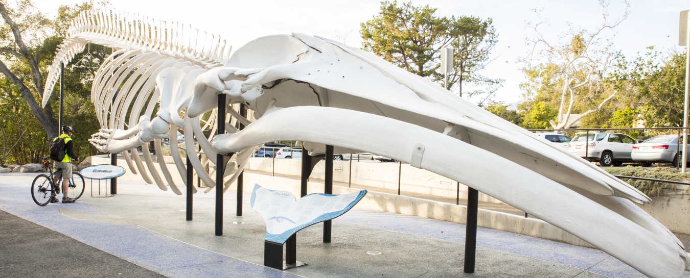 Blue Whale Skeleton | Santa Barbara Museum of Natural History