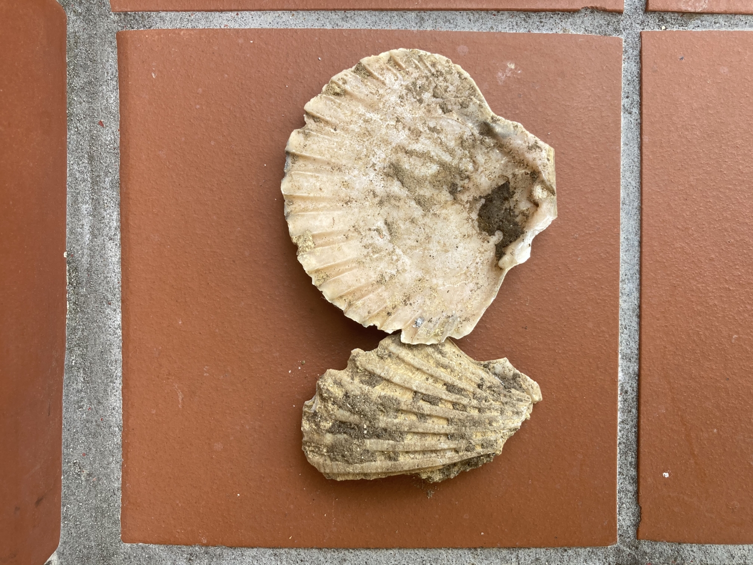 Ask A Curator | Santa Barbara Museum of Natural History