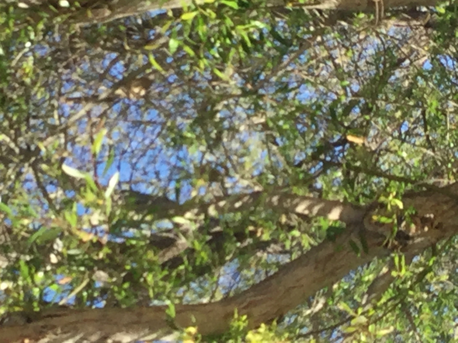 Ask A Curator | Santa Barbara Museum of Natural History