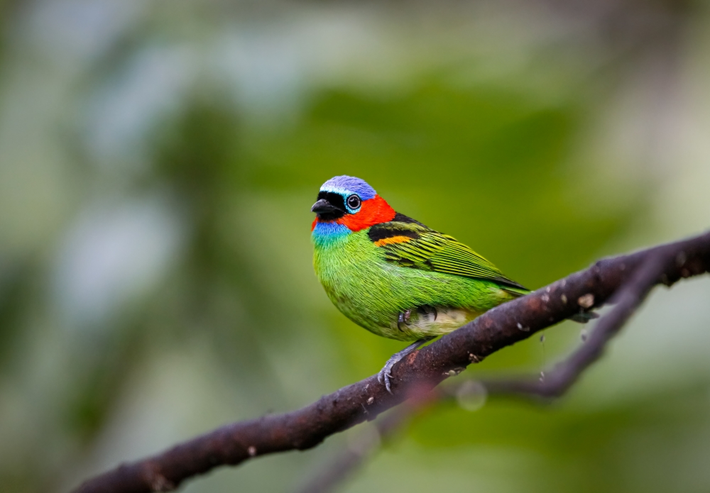 Unforgettable Birds of Brazil | Santa Barbara Museum of Natural History