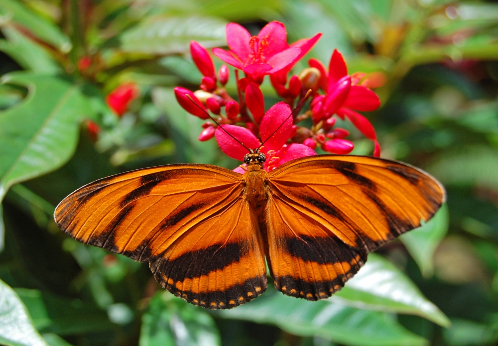 Butterflies Alive! Members’ Preview | Santa Barbara Museum of Natural ...