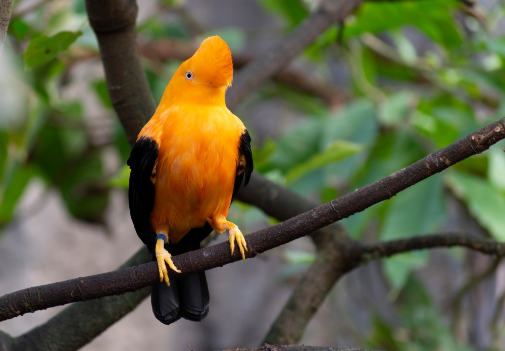 Unforgettable Birds of Brazil | Santa Barbara Museum of Natural History