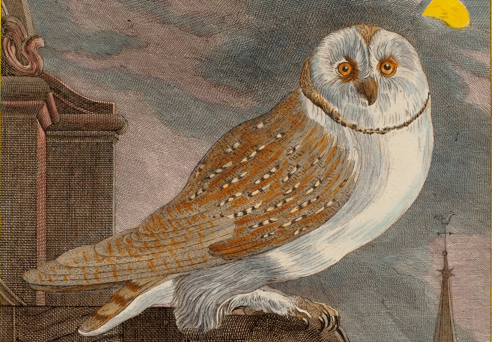 A Parliament of Owls opens to the public | Santa Barbara Museum of ...