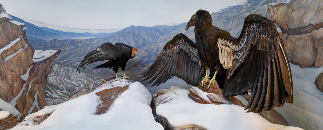 Bird Hall | Santa Barbara Museum of Natural History