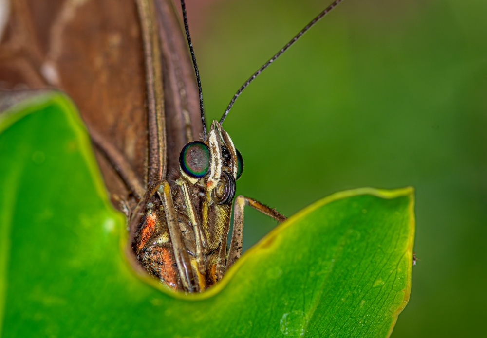 Butterflies Alive! Exhibit Opens | Santa Barbara Museum of Natural History