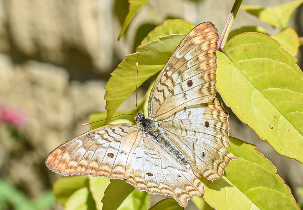 Butterflies Alive! | Santa Barbara Museum of Natural History