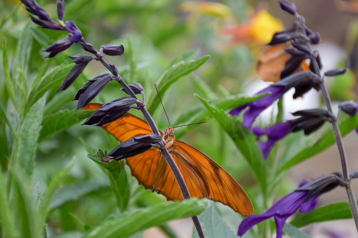 Butterflies Alive! | Santa Barbara Museum of Natural History