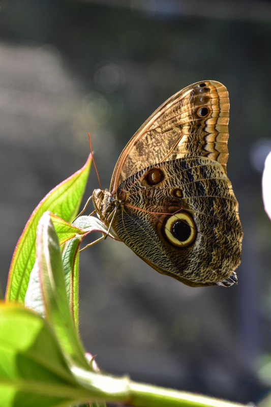 Butterflies Alive! | Santa Barbara Museum of Natural History