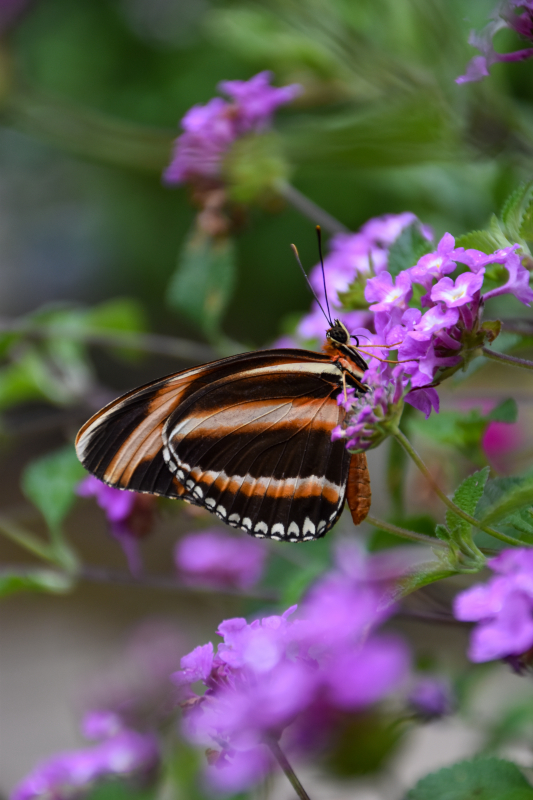 Butterflies Alive! | Santa Barbara Museum of Natural History