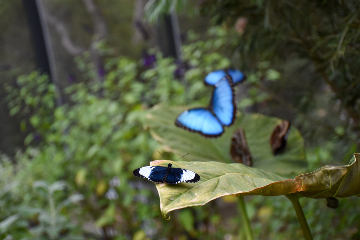 Butterflies Alive! | Santa Barbara Museum of Natural History