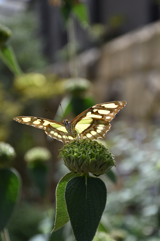 Butterflies Alive! | Santa Barbara Museum of Natural History