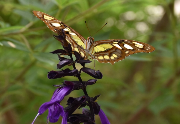 Butterflies Alive! | Santa Barbara Museum of Natural History
