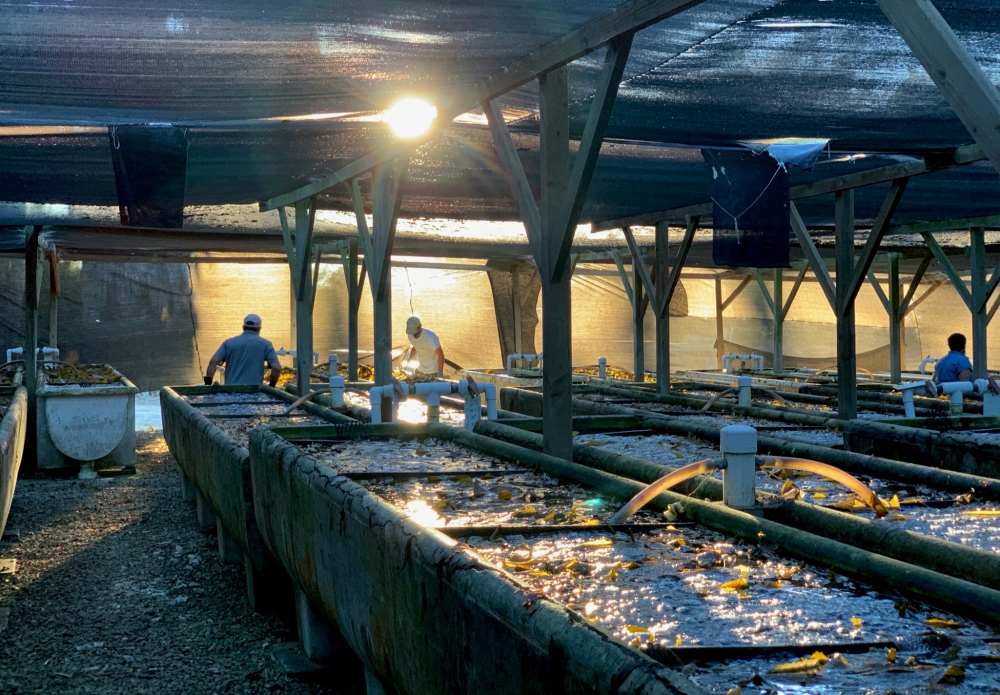 Science Pub: Reviving Abalone, CA’s Heritage Seafood | Santa Barbara ...