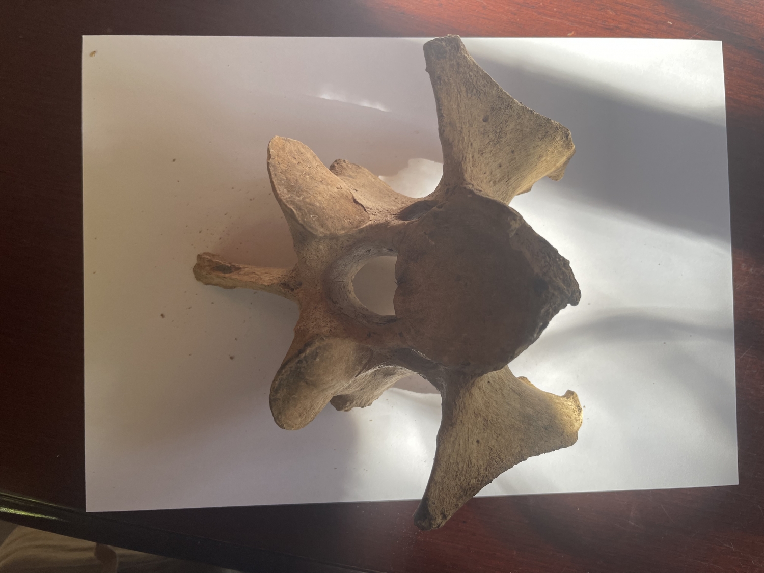 Ask A Curator | Santa Barbara Museum of Natural History