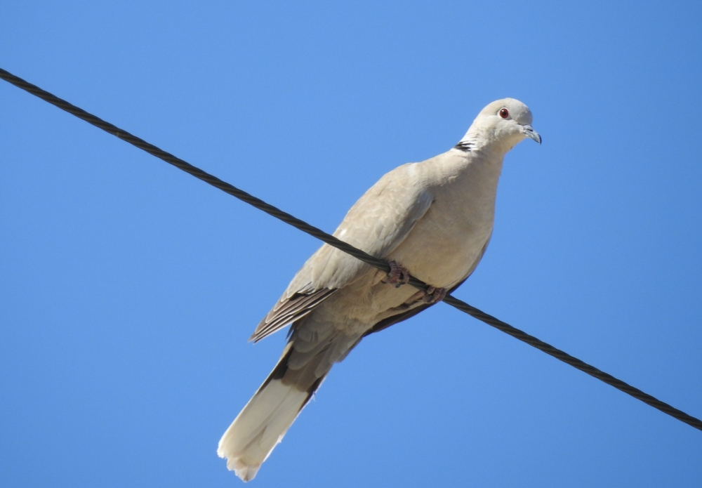 Southern California’s Other Avifauna: Trends, Traits, and Troubles of ...