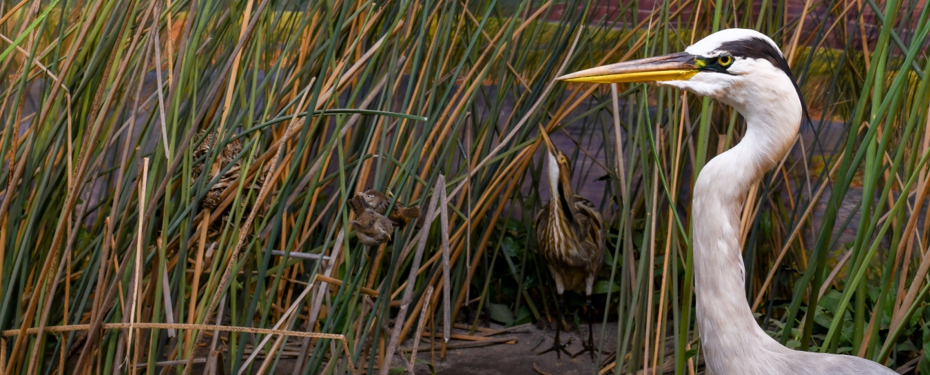Bird Hall Early Closure | Santa Barbara Museum of Natural History