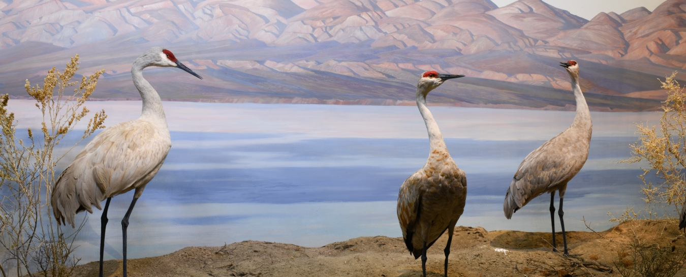 Bird Hall | Santa Barbara Museum of Natural History