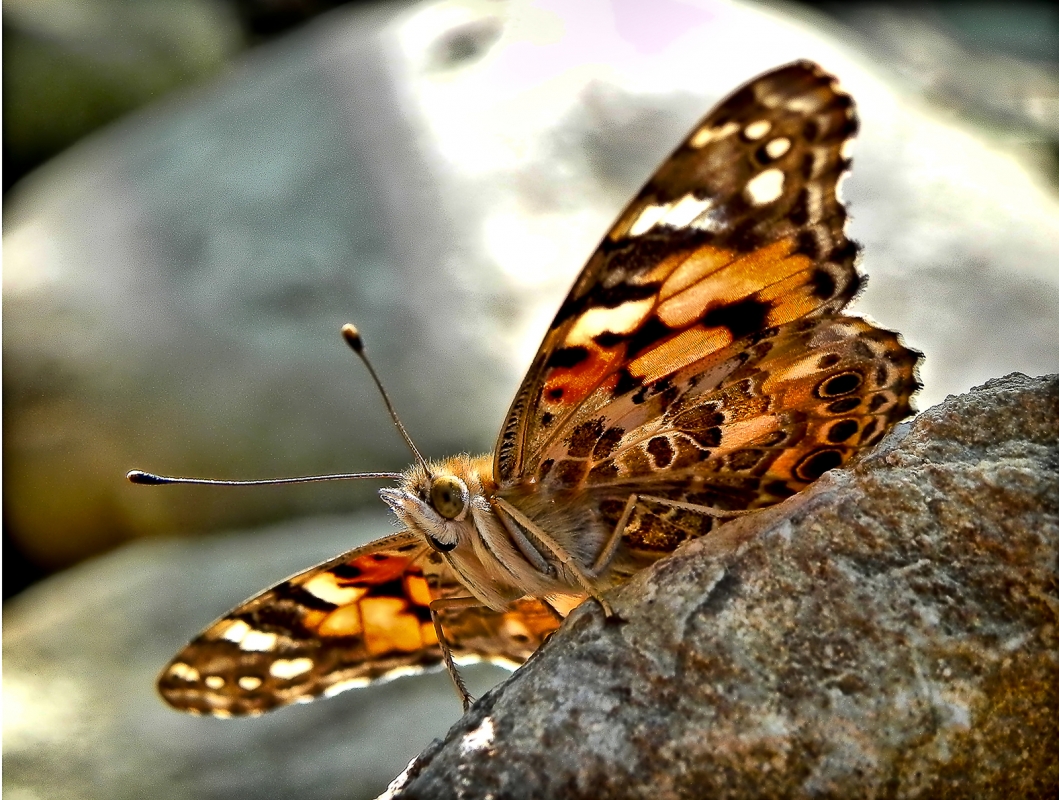Butterflies Alive! (2018) | Santa Barbara Museum of Natural History