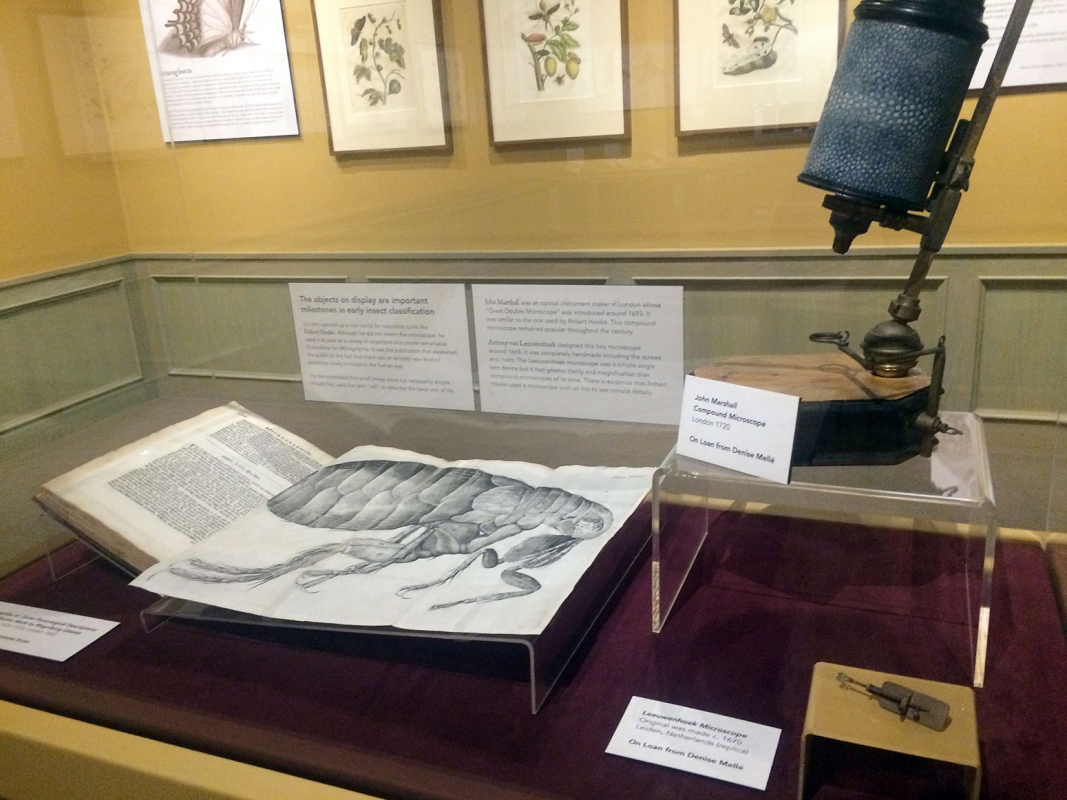 Insecta | Santa Barbara Museum of Natural History