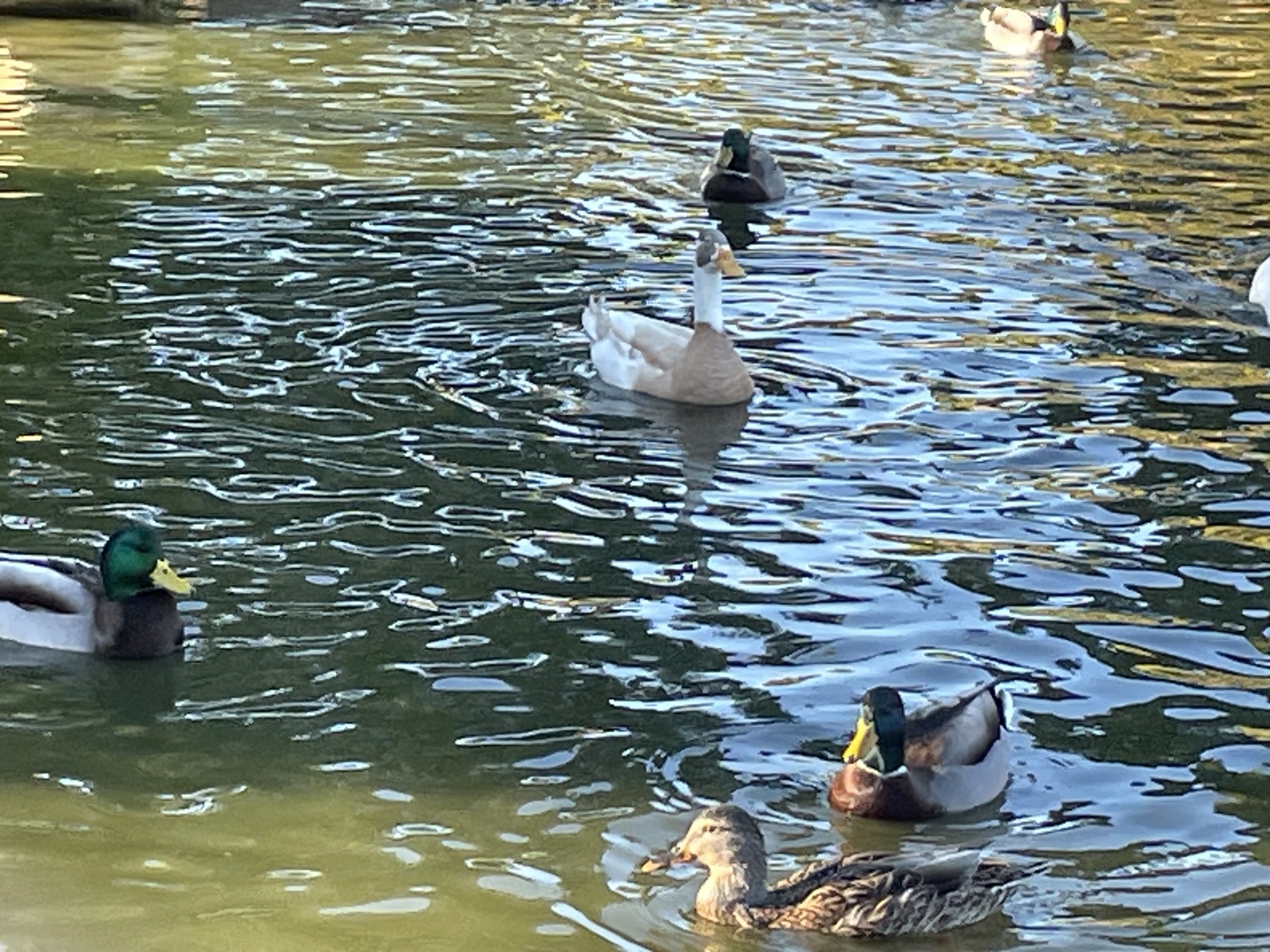 Ask A Curator | Santa Barbara Museum of Natural History