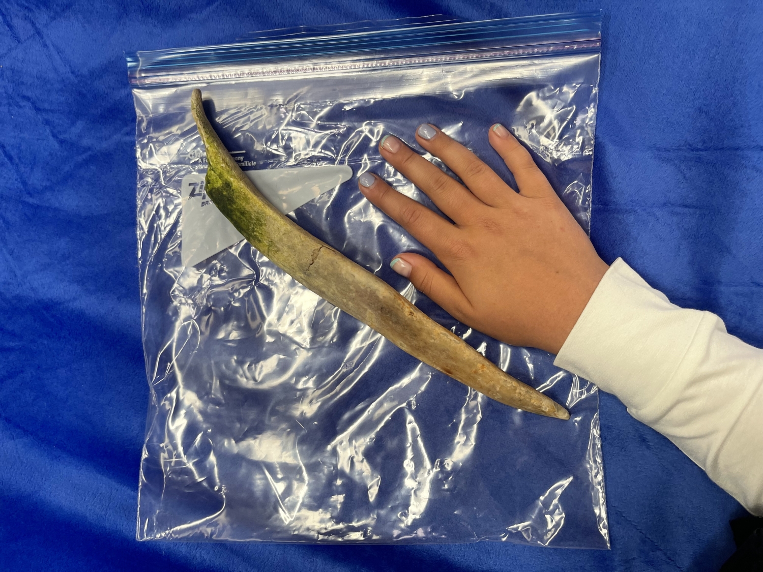 Ask A Curator | Santa Barbara Museum of Natural History