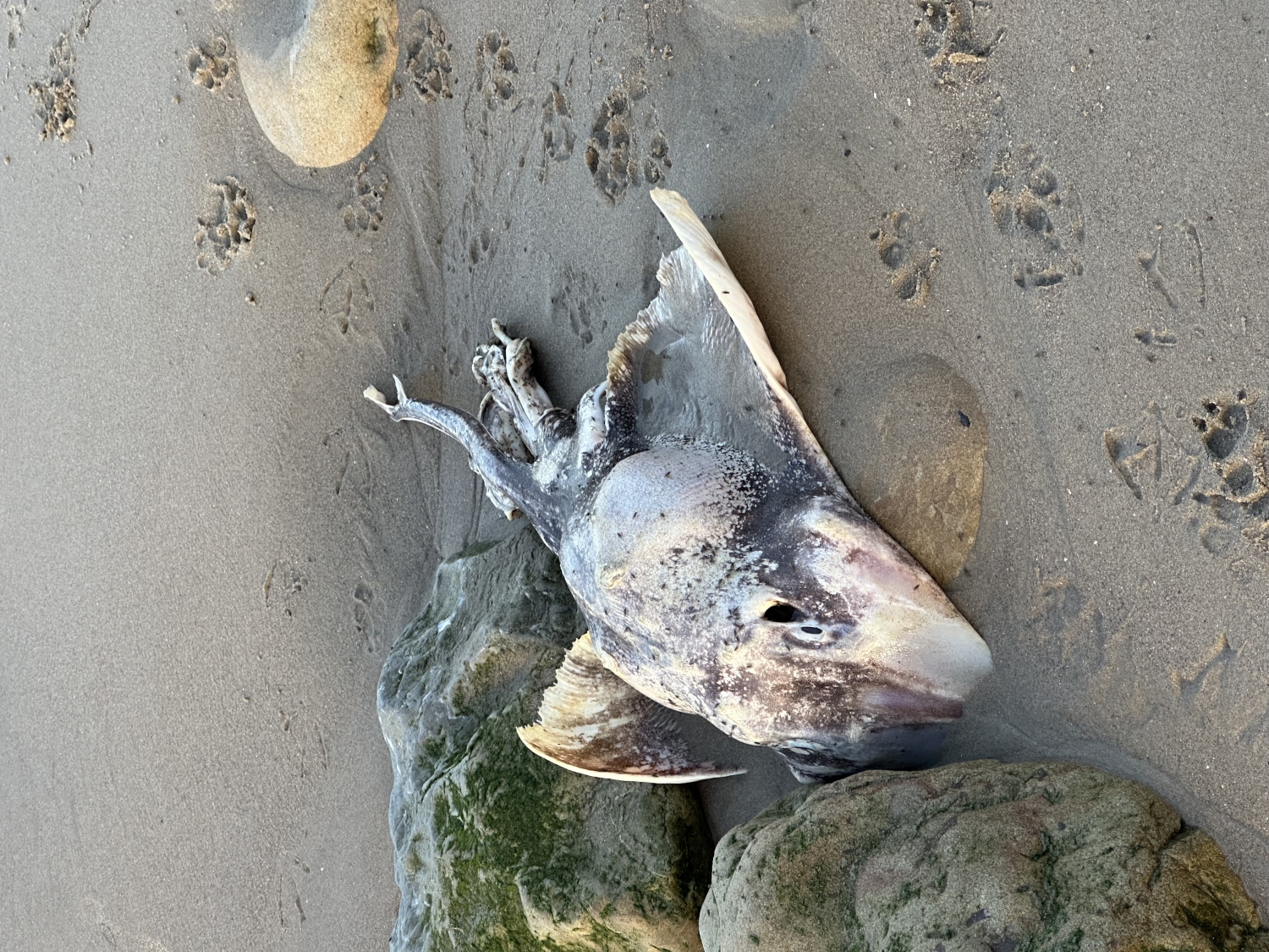Ask A Curator | Santa Barbara Museum of Natural History