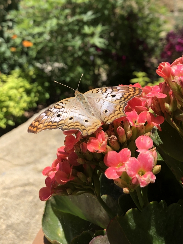 Butterflies Alive! (2019) | Santa Barbara Museum of Natural History