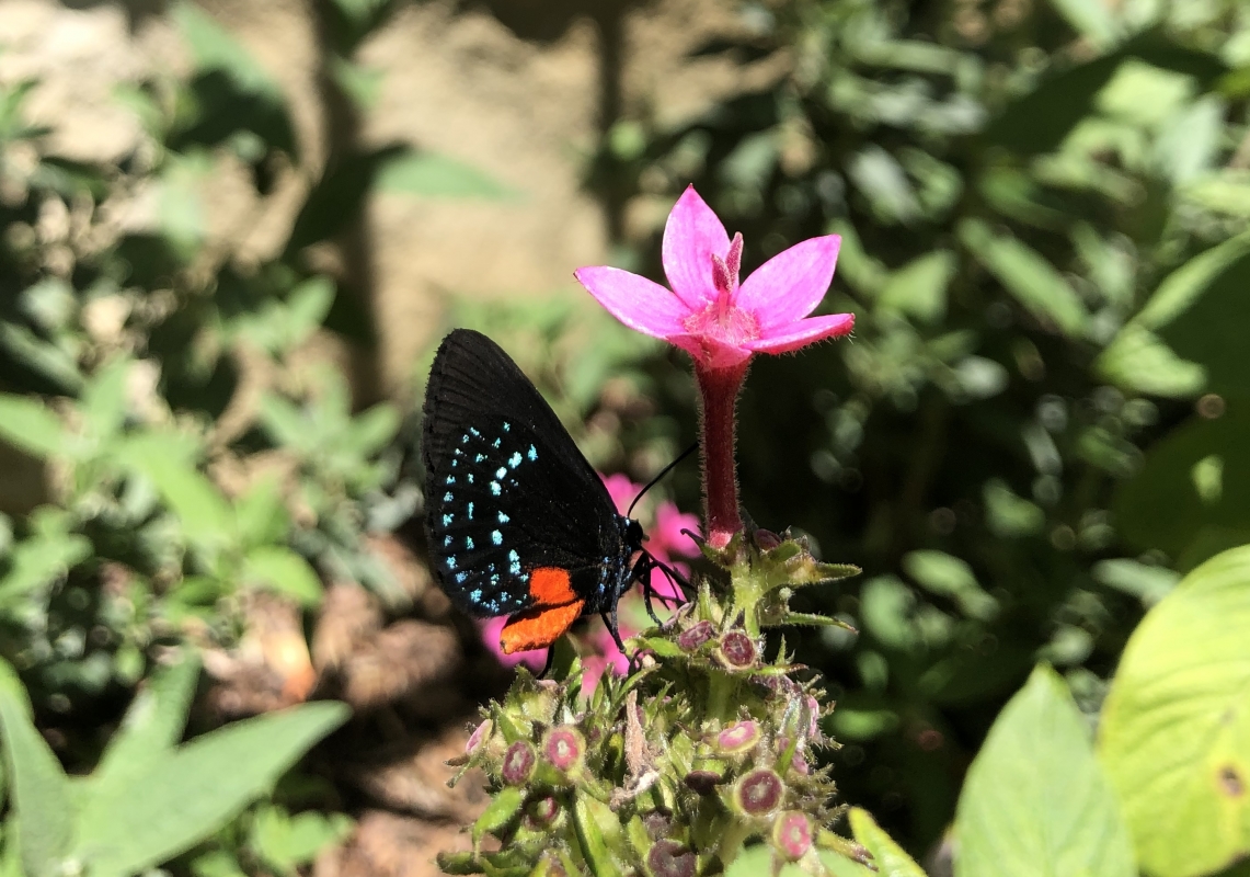 Butterflies Alive! (2019) | Santa Barbara Museum of Natural History